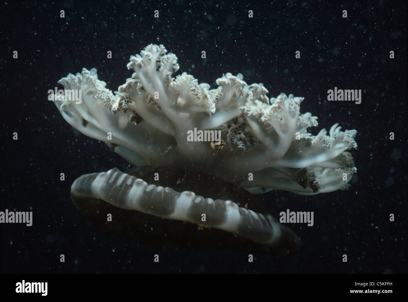 Upside-down Jellyfish (Cassiopea andromeda). Egypt, Red Sea Stock Photo ...