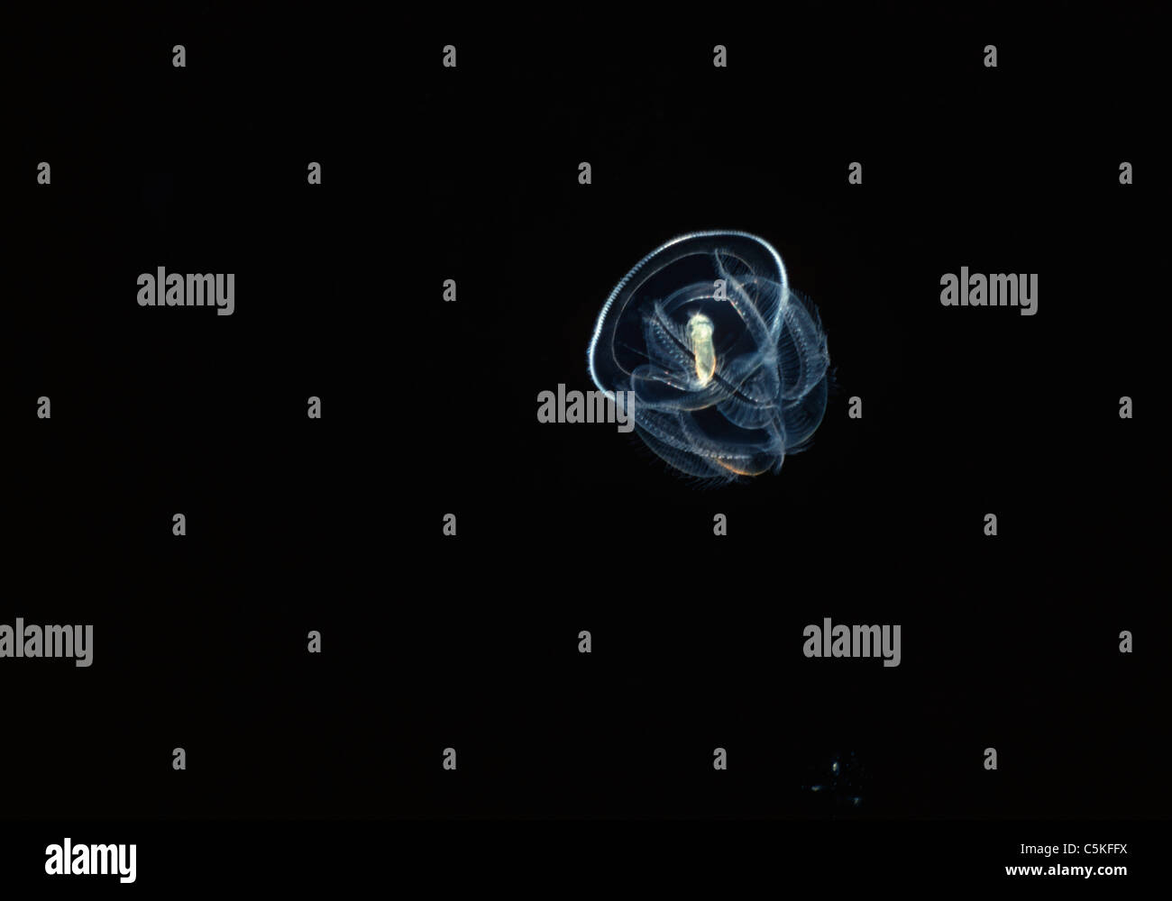 Comb Jelly or Ctenophore (Leucothea). Egypt, Strait of Tiran, Red Sea ...