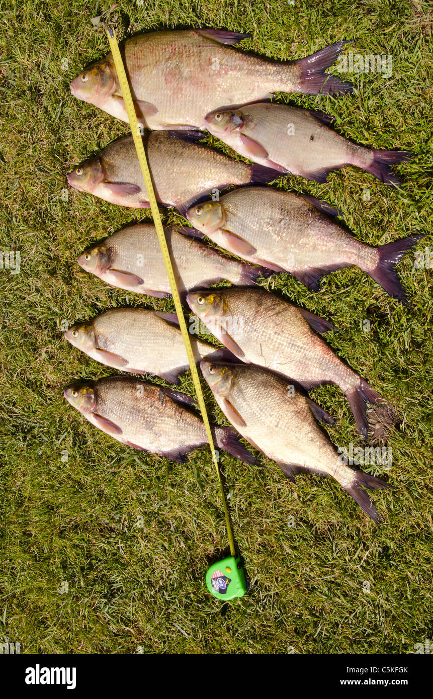Measuring fishes caught in the lake. Good July catch Stock Photo - Alamy