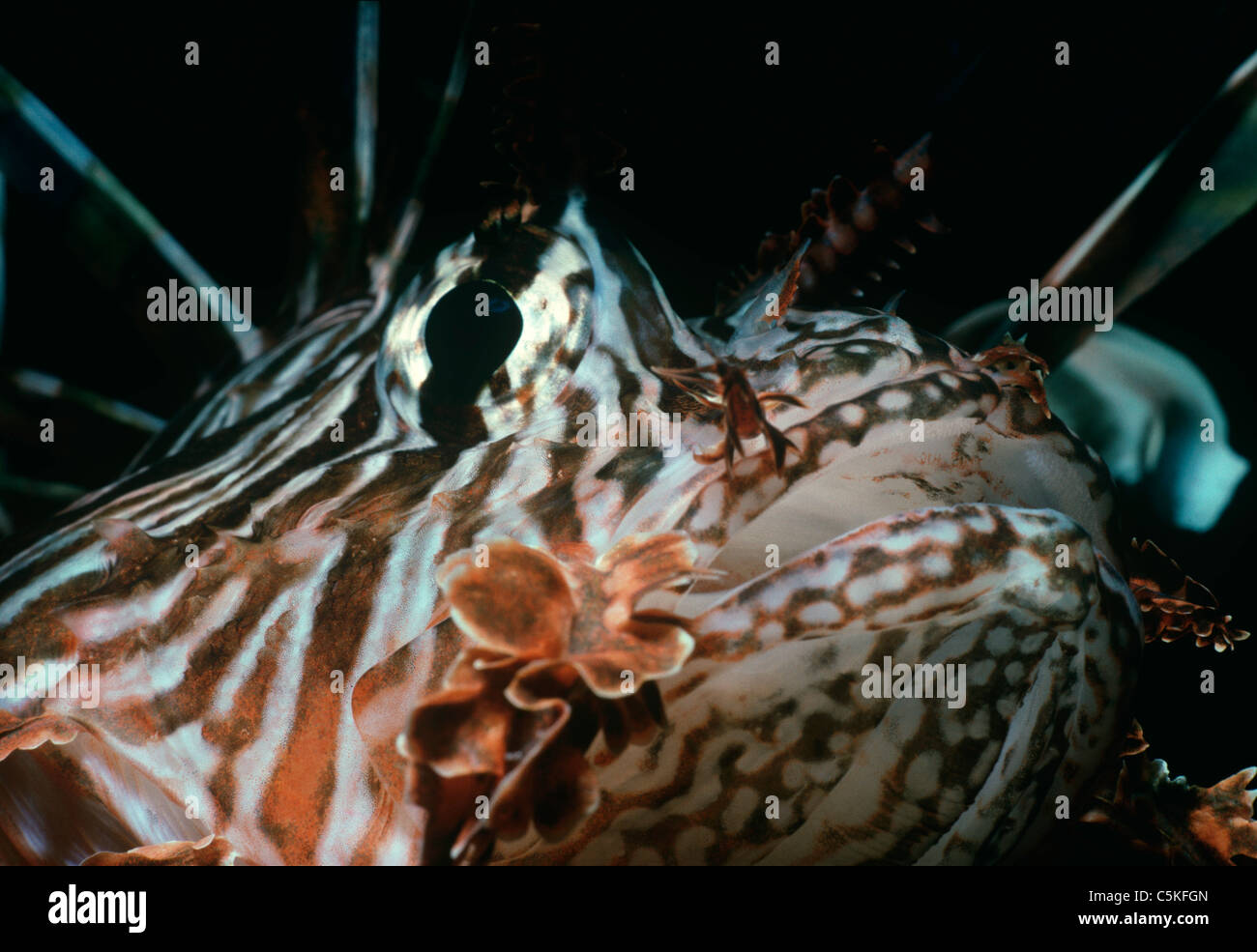 Poisonous Red Fire Lionfish (Pterois volitans). Egypt, Red Sea Stock ...