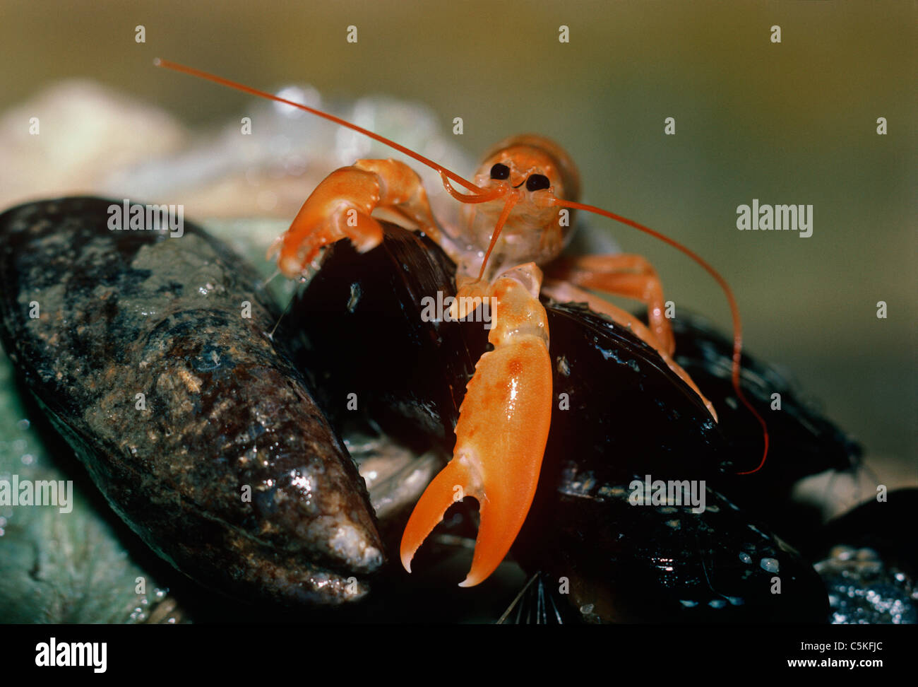 One-Year old American Lobster (Homarus americanus) scavenges on a ...