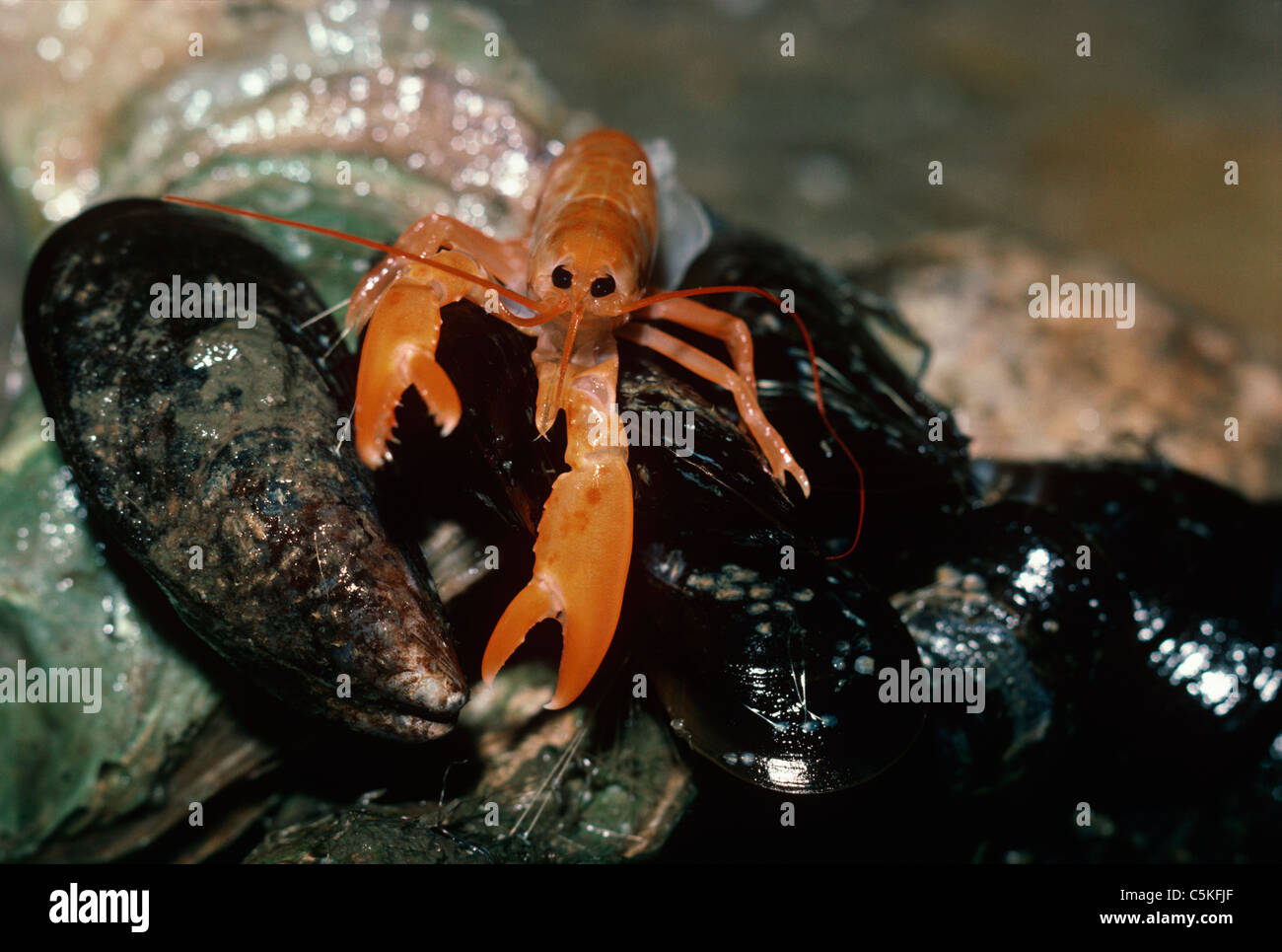 Ocean scavengers underwater hi-res stock photography and images - Alamy