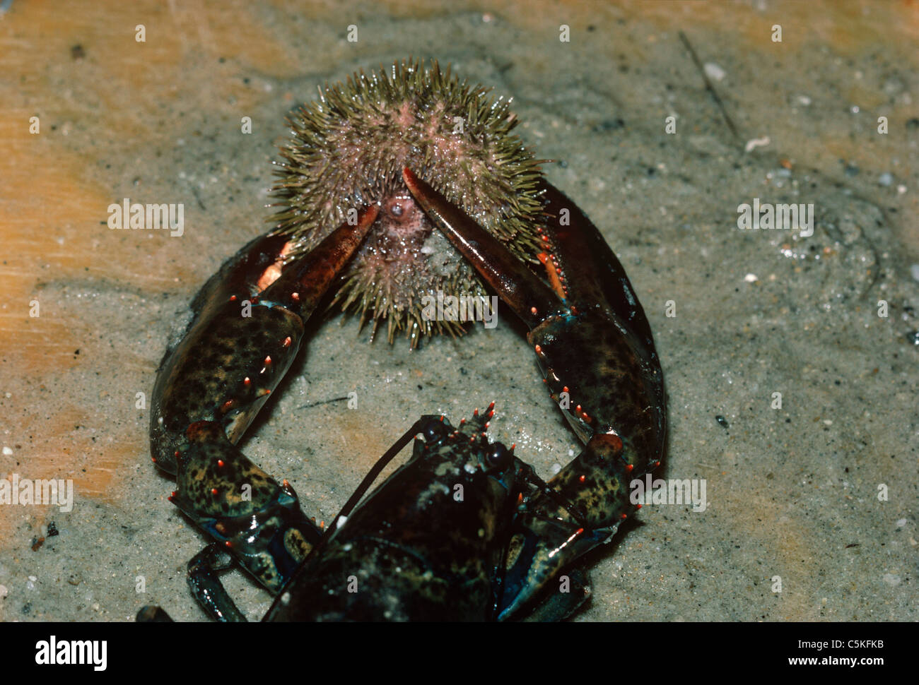 Lobster In Sea