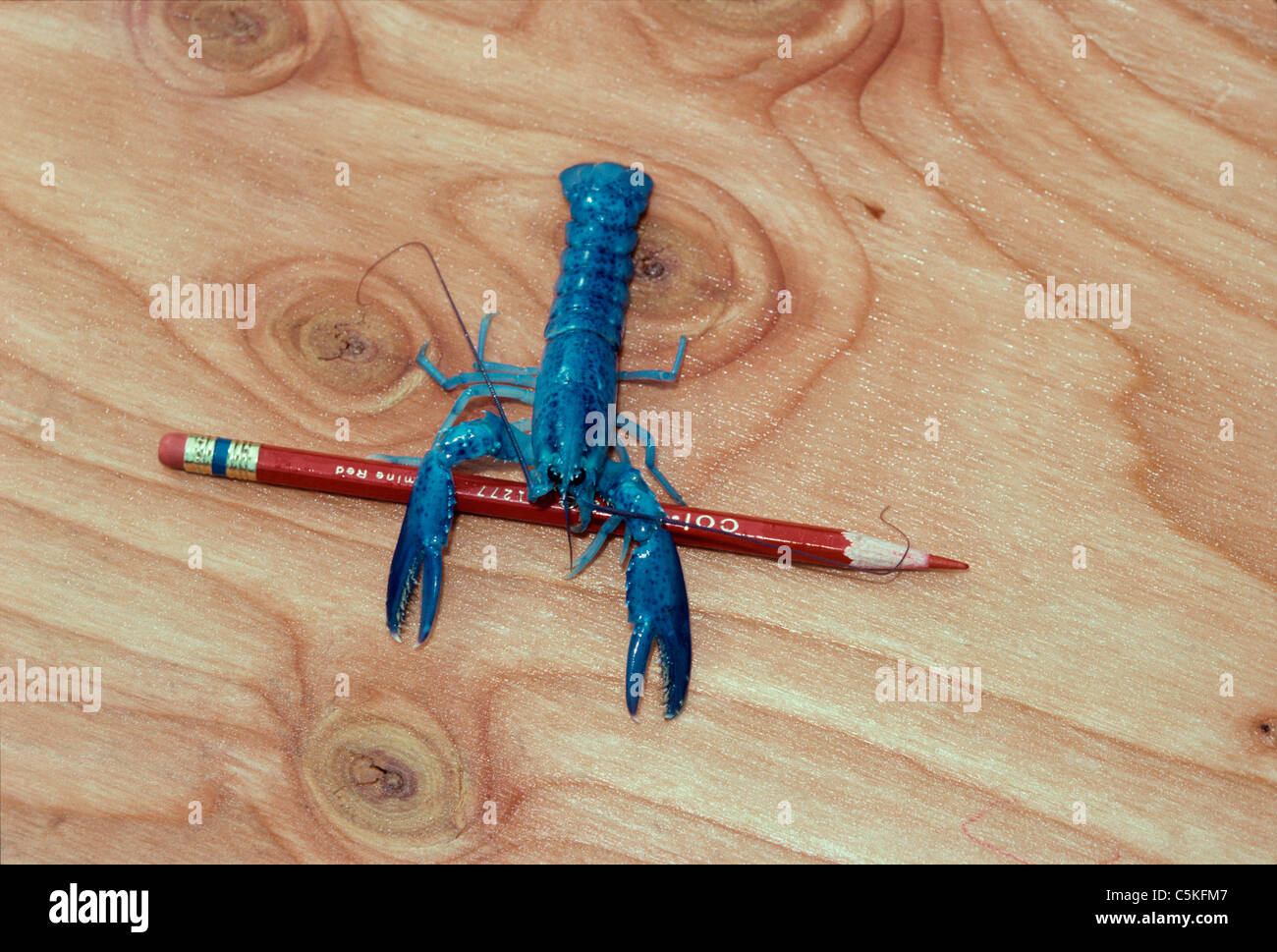 A 4-month old blue American Lobster (Homarus americanus). Woods Hole ...
