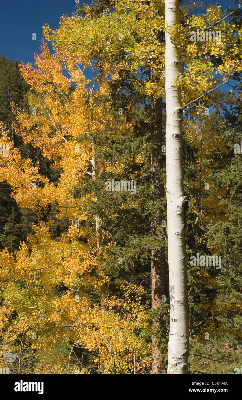 New mexico aspen autumn taos hi-res stock photography and images - Alamy