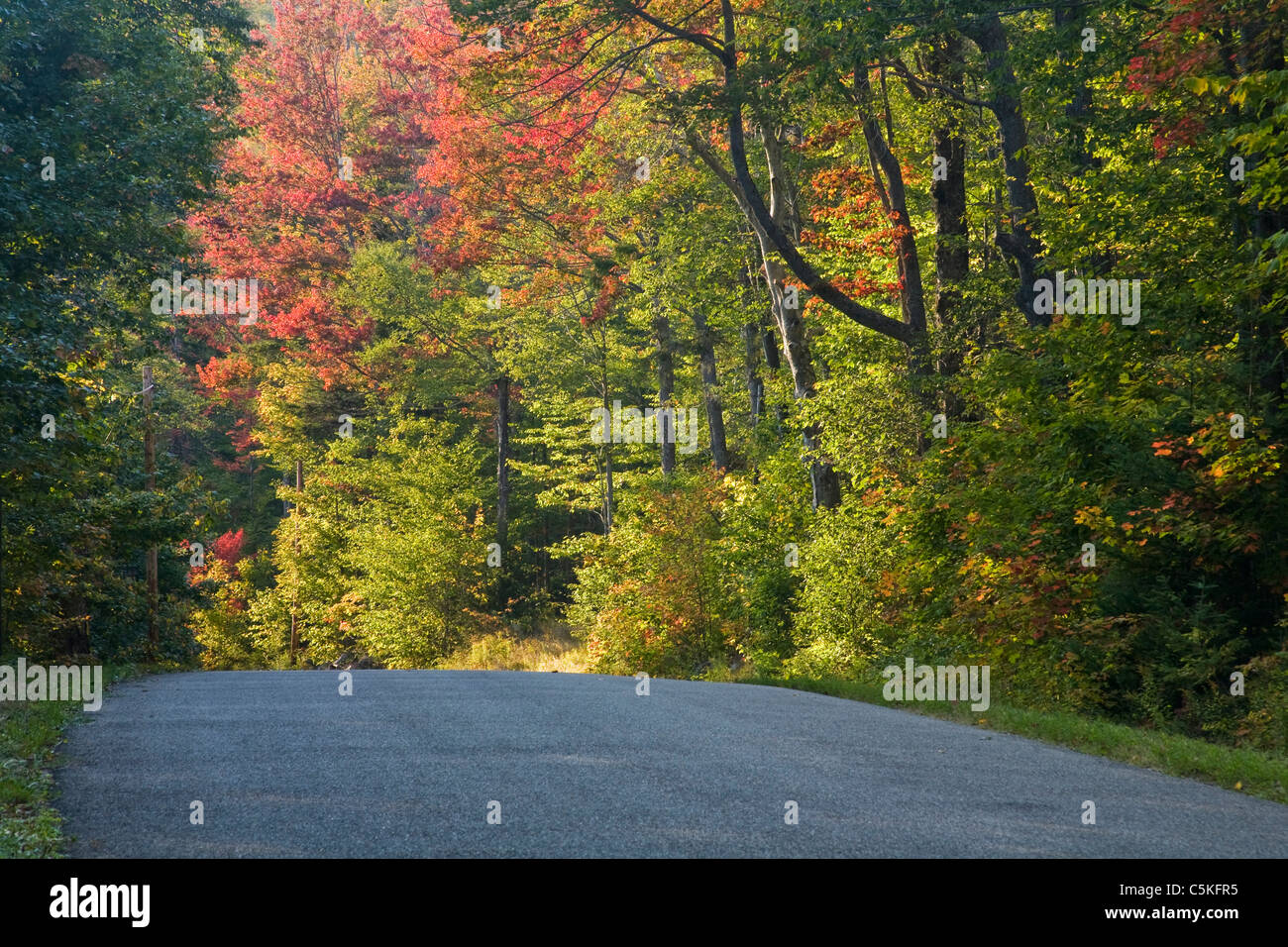 Leaves turn fall colors hi-res stock photography and images - Alamy