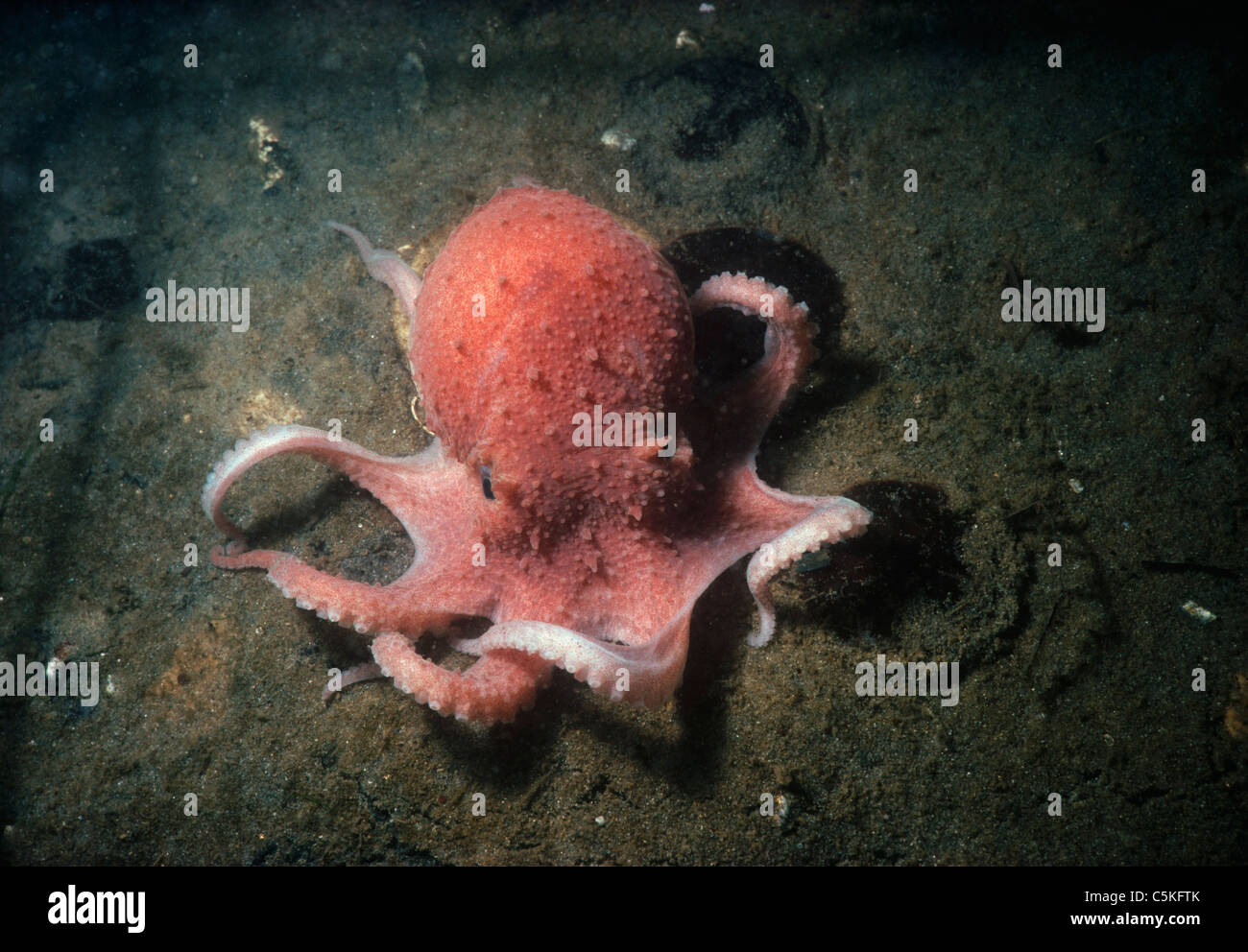 Octopus bottom ocean hi-res stock photography and images - Alamy