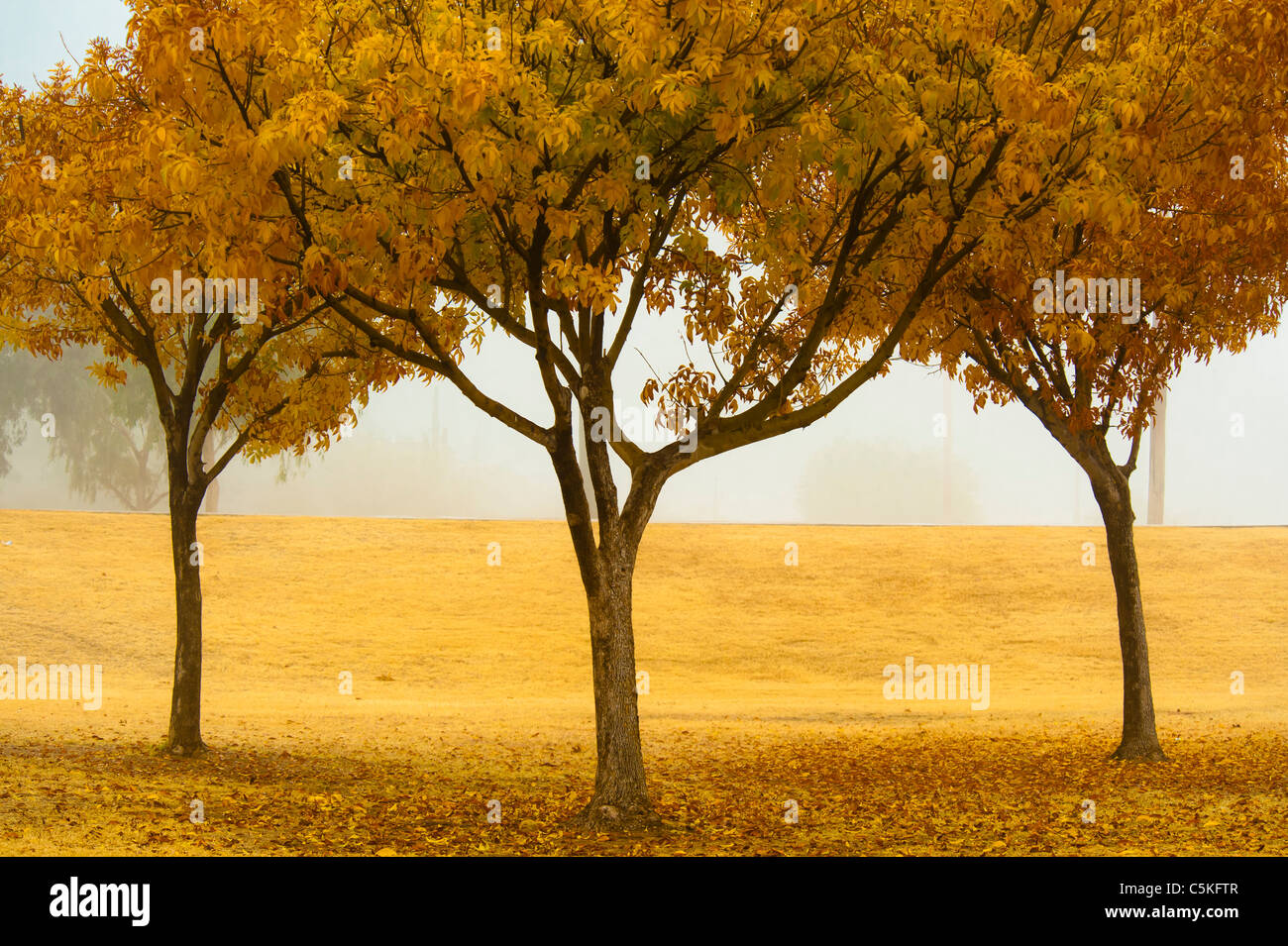At Sunray Park these Alder Trees have turned color for the fall with ...