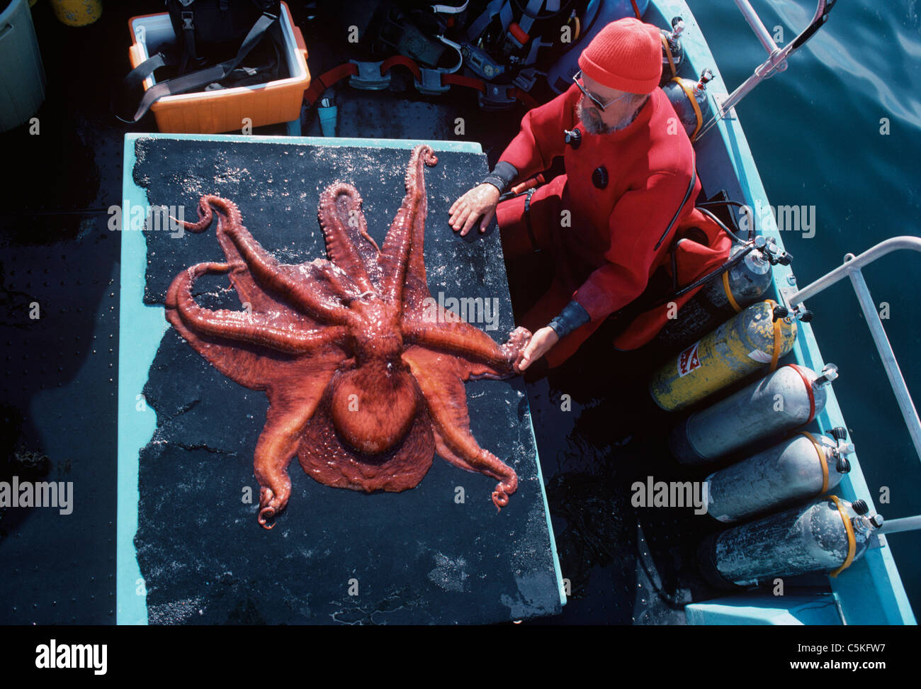 Enteroctopus Dofleini