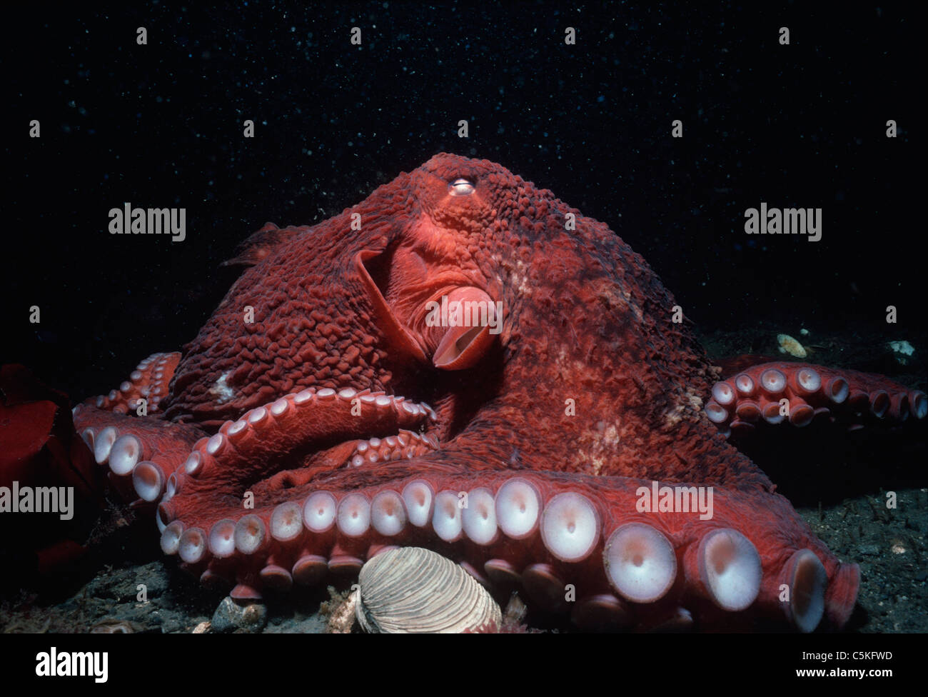 Giant pacific octopus hi-res stock photography and images - Alamy