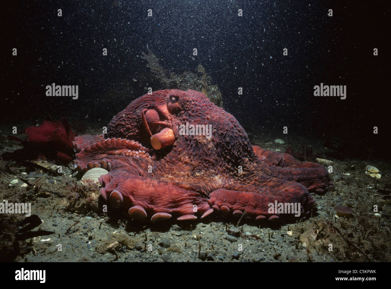 Giant Pacific Octopus (Octopus dofleini). British Columbia (Canada ...