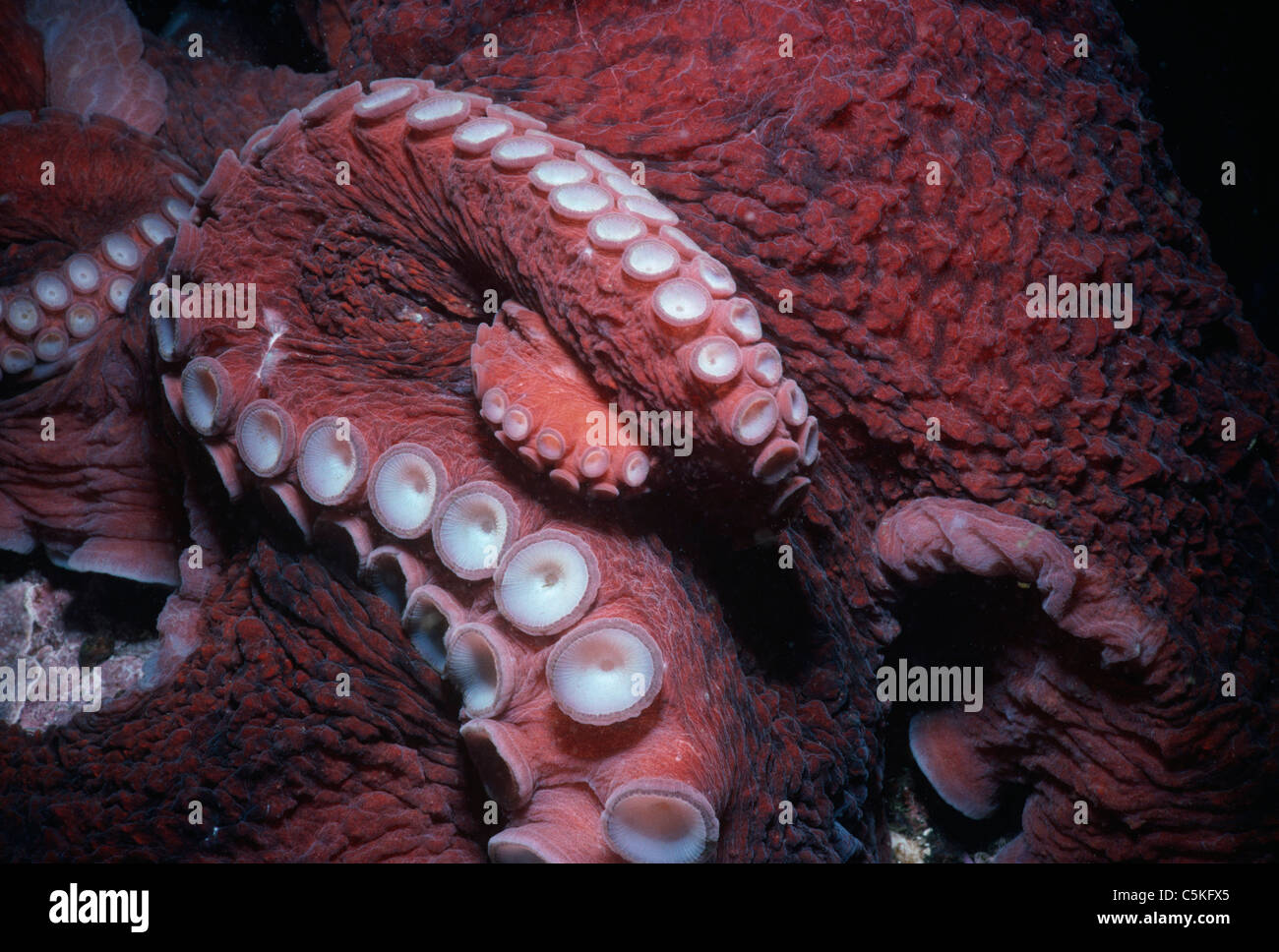 Suckers on the arms of a Giant Pacific Octopus (Enteroctopus dofleini ...