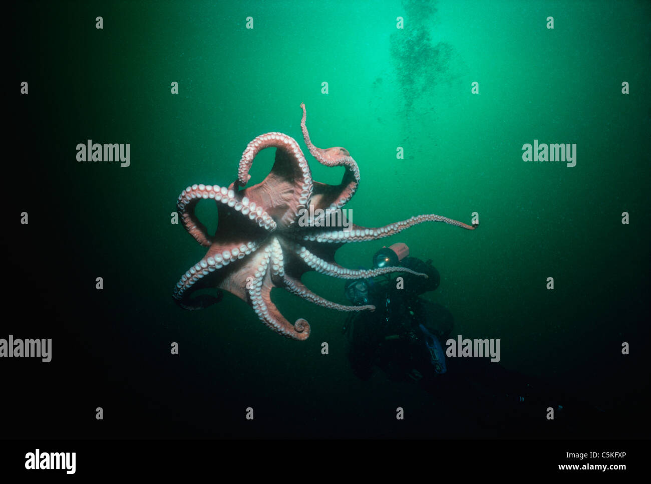 A Giant Pacific Octopus (Enteroctopus dofleini) weighing over 20 Kilos ...