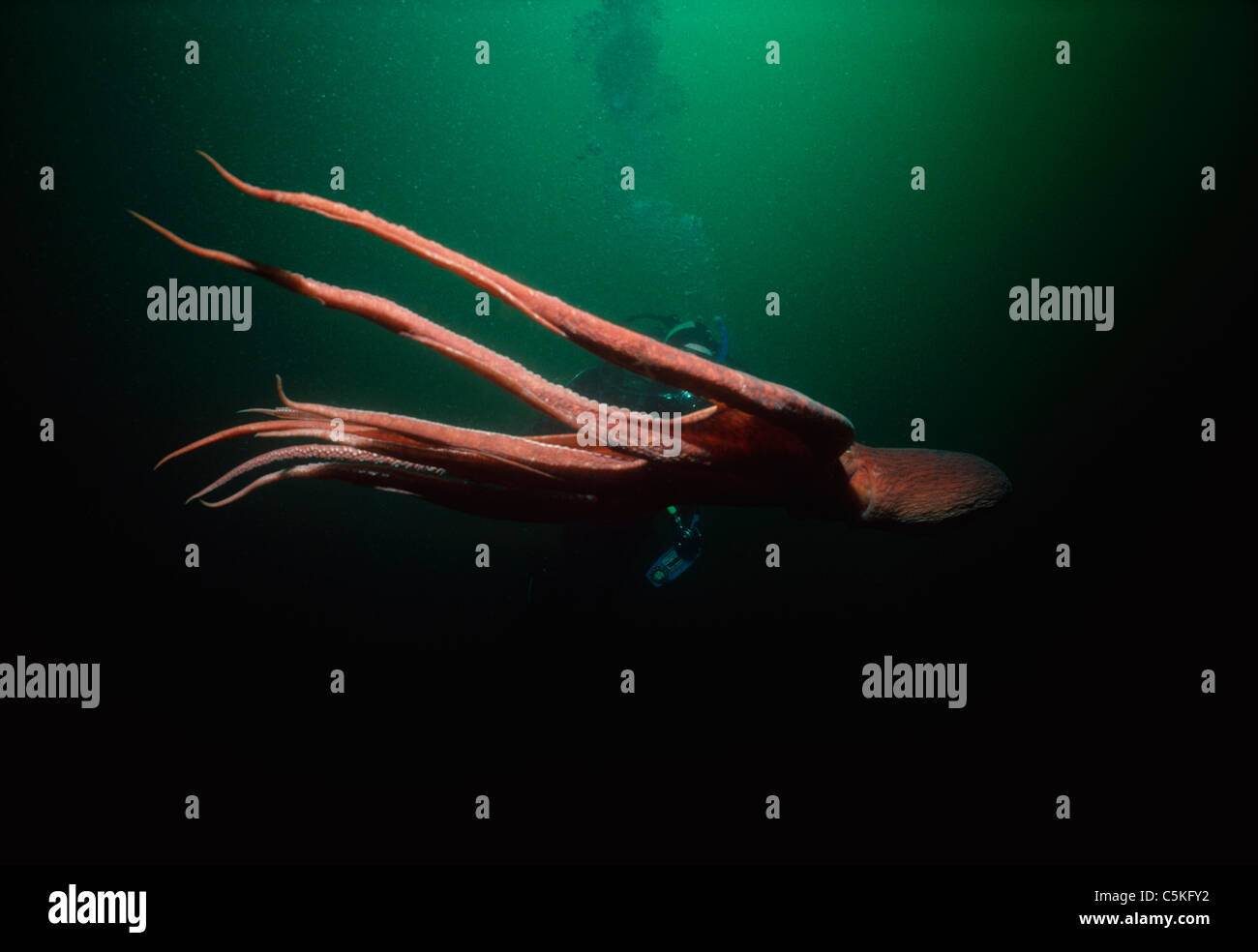 A Giant Pacific Octopus (Enteroctopus dofleini) weighing over 20 Kilos ...