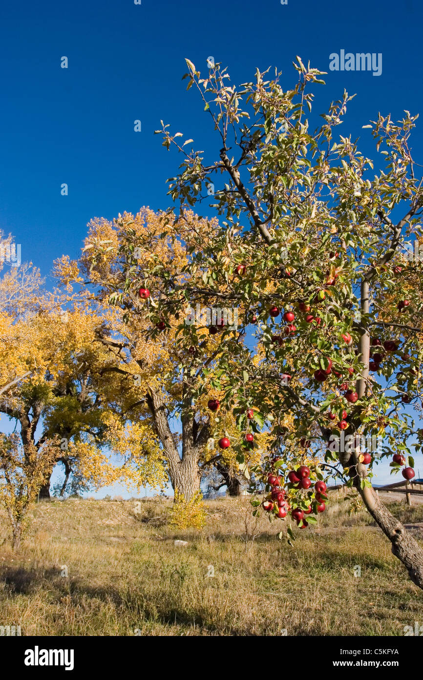 Vertical of apple tree at harvest Stock Photo - Alamy