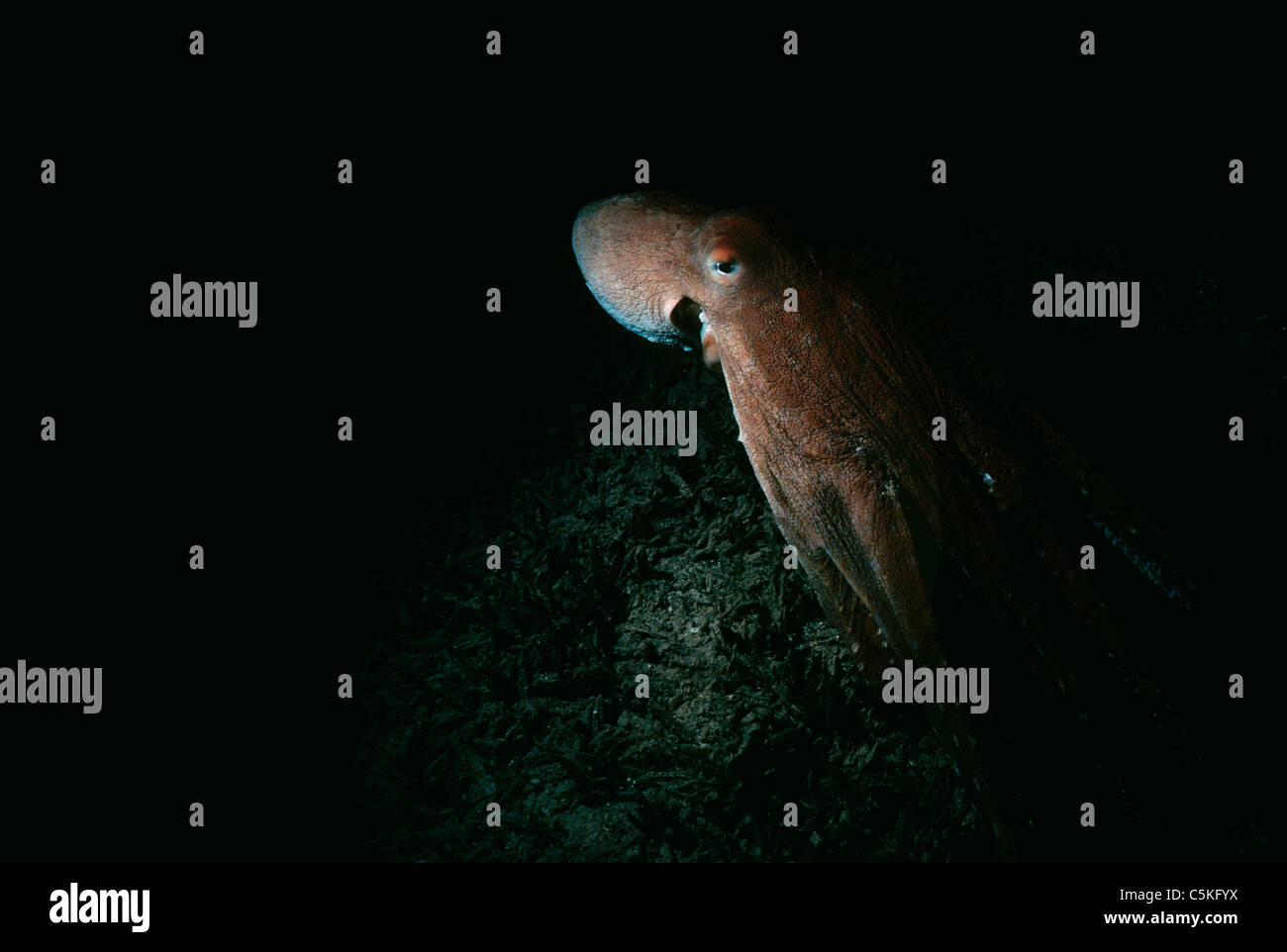 Octopus beak hi-res stock photography and images - Alamy