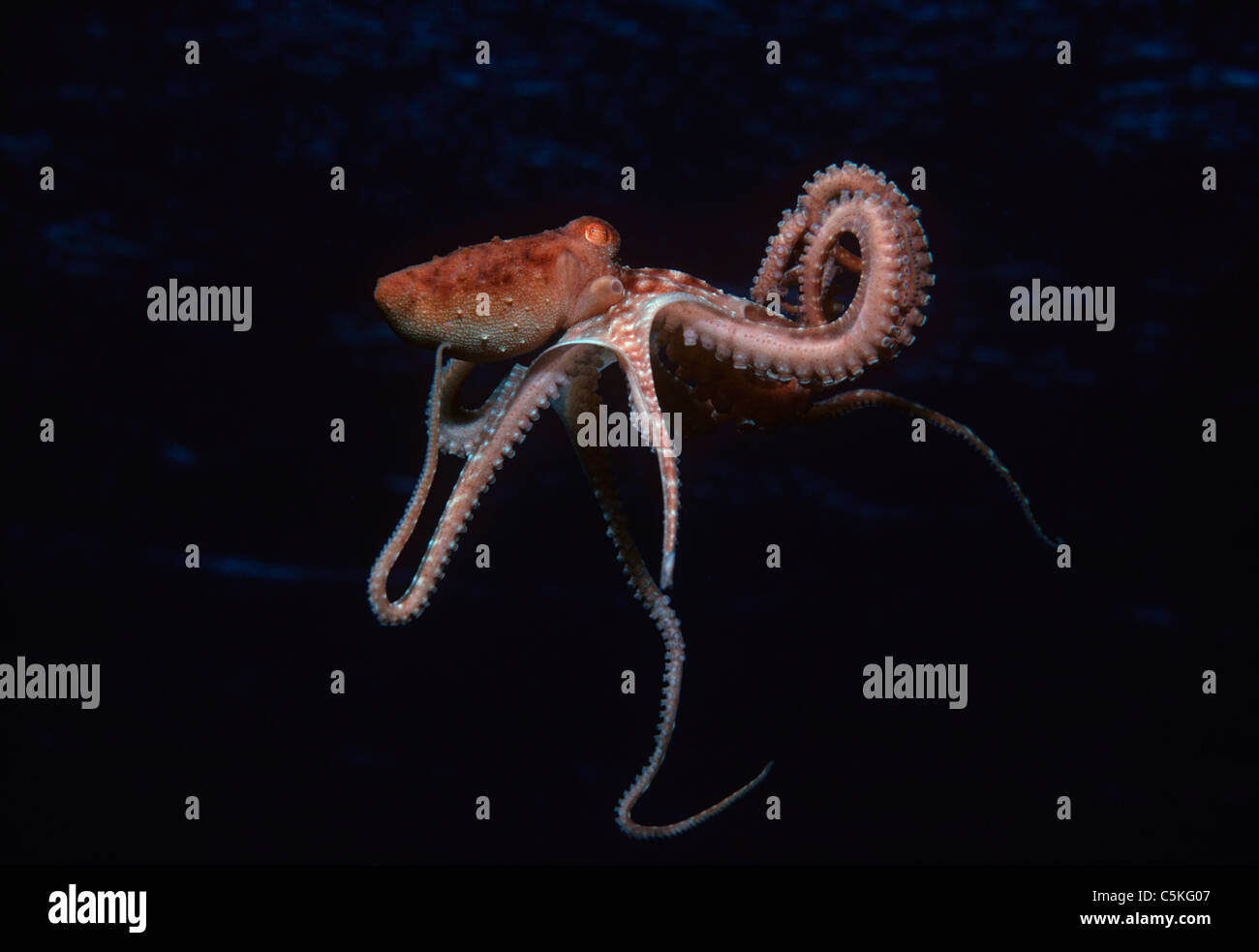 Long armed octopus octopus macropus egypt hi-res stock photography and ...