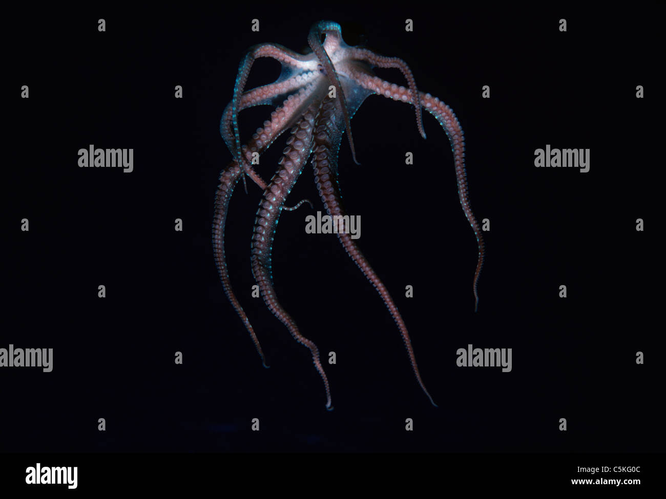 Octopus hi-res stock photography and images - Alamy