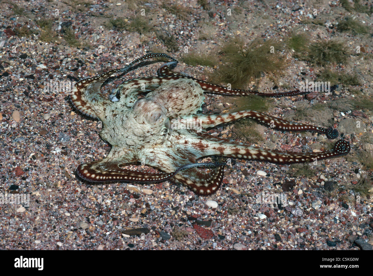 Tide pool octopus hi-res stock photography and images - Alamy