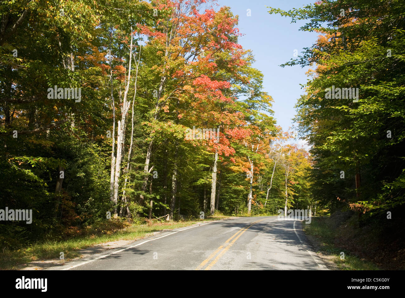 Road lined with maple trees some with red color Stock Photo - Alamy