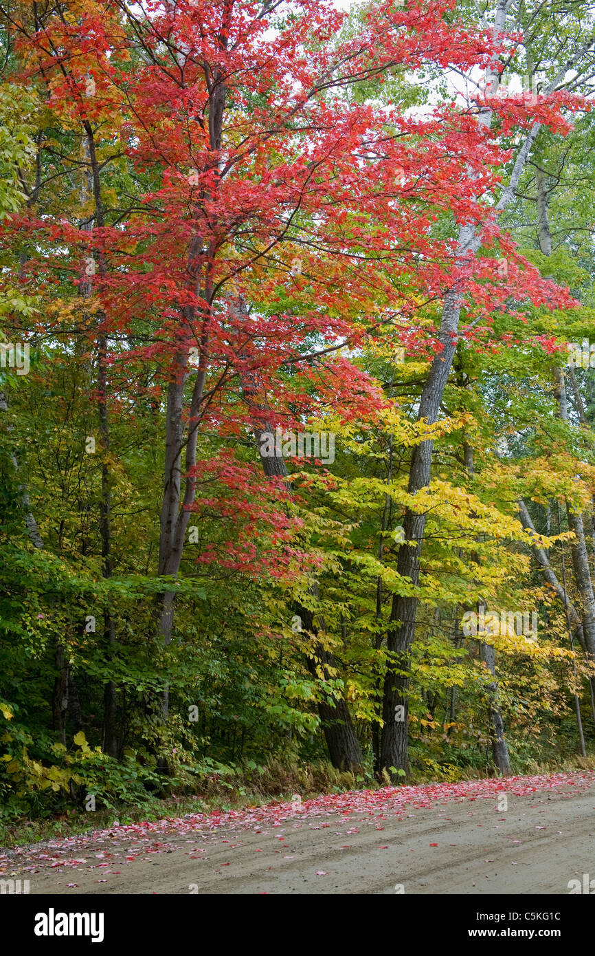 Road near Stowe VT lined with Maple trees in fall colors Stock Photo ...