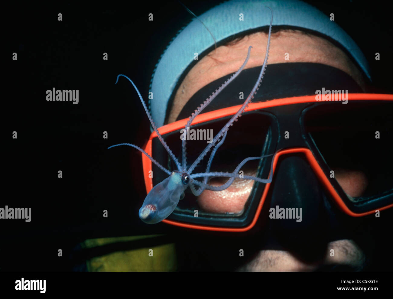 Pelagic Octopus (Tremoctopus violaceus) on the mask of a diver. Egypt ...
