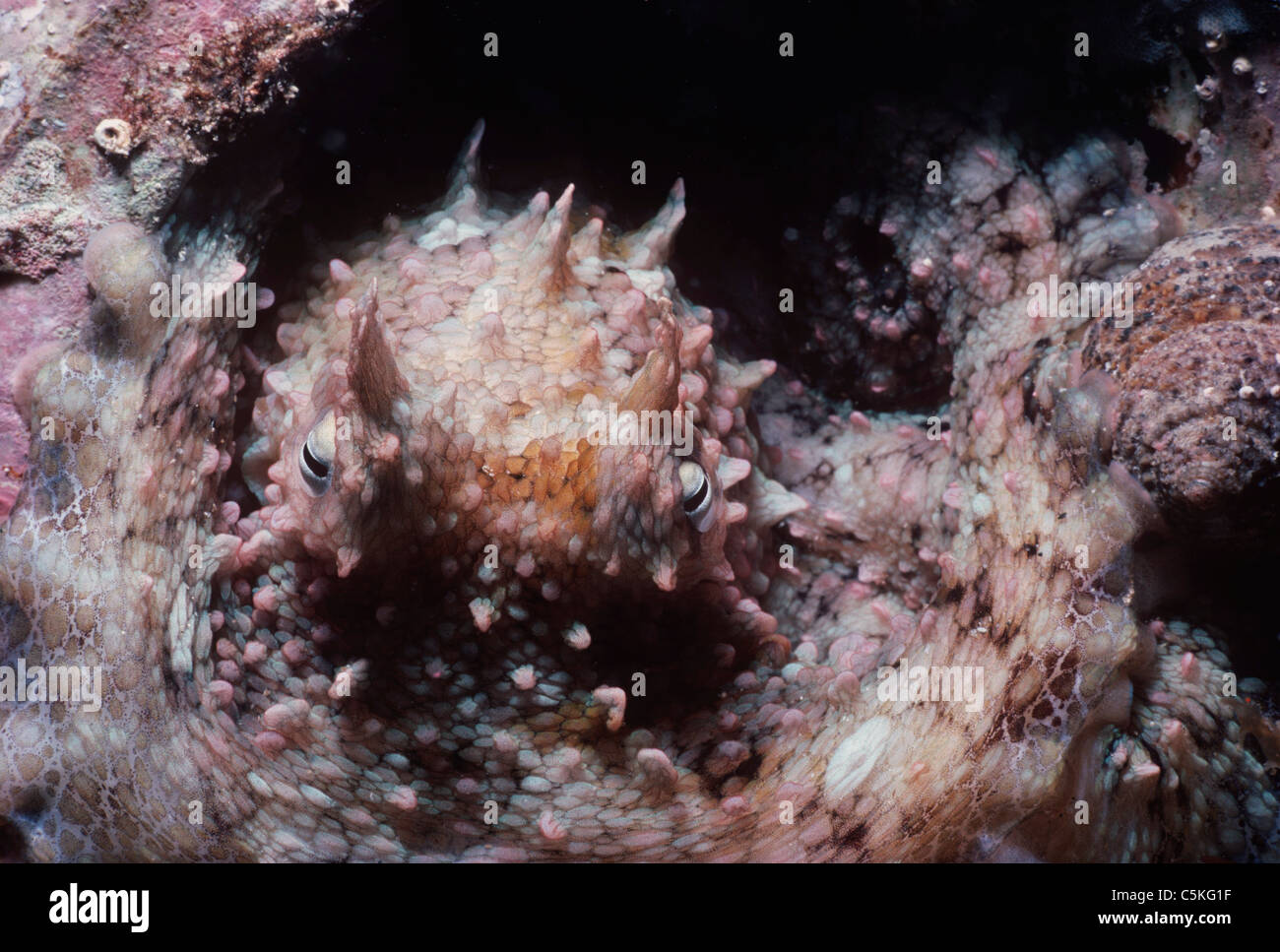 Benthic Octopus (Octopus rubescens) camouflages with coral. Channel ...