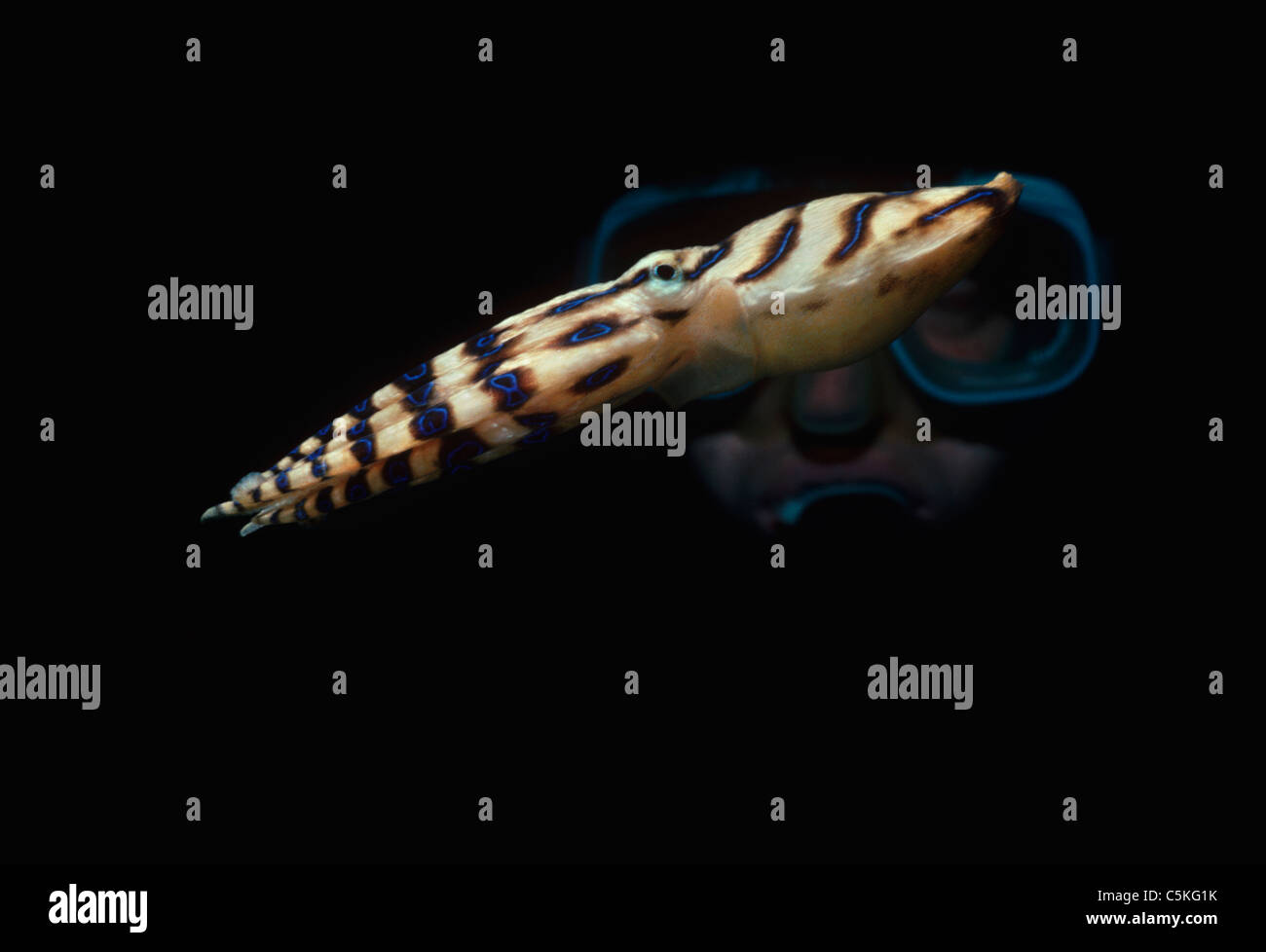 Blue ringed octopus hi-res stock photography and images - Alamy