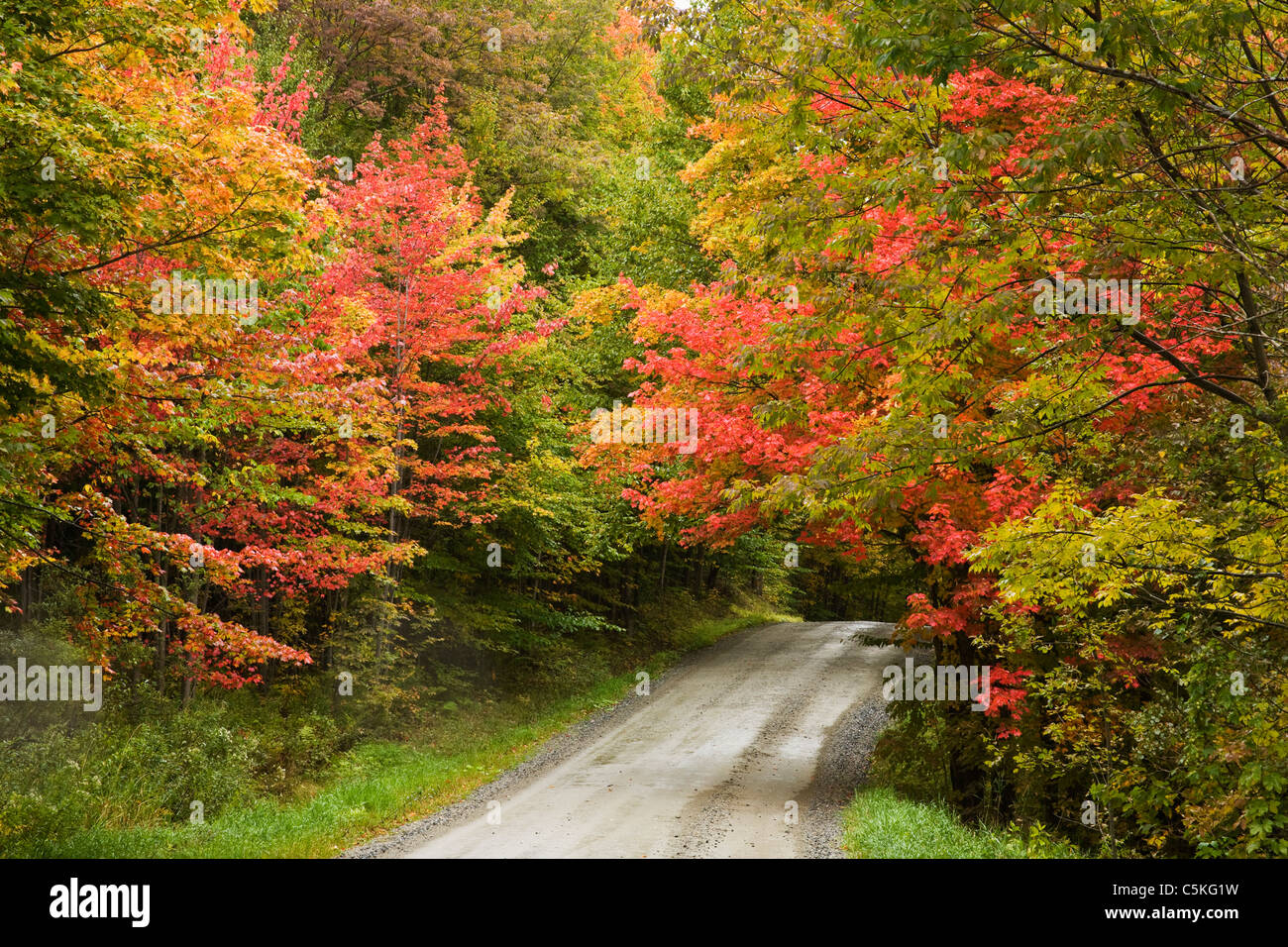 Road near Stowe VT lined with Maple trees in fall colors Stock Photo ...