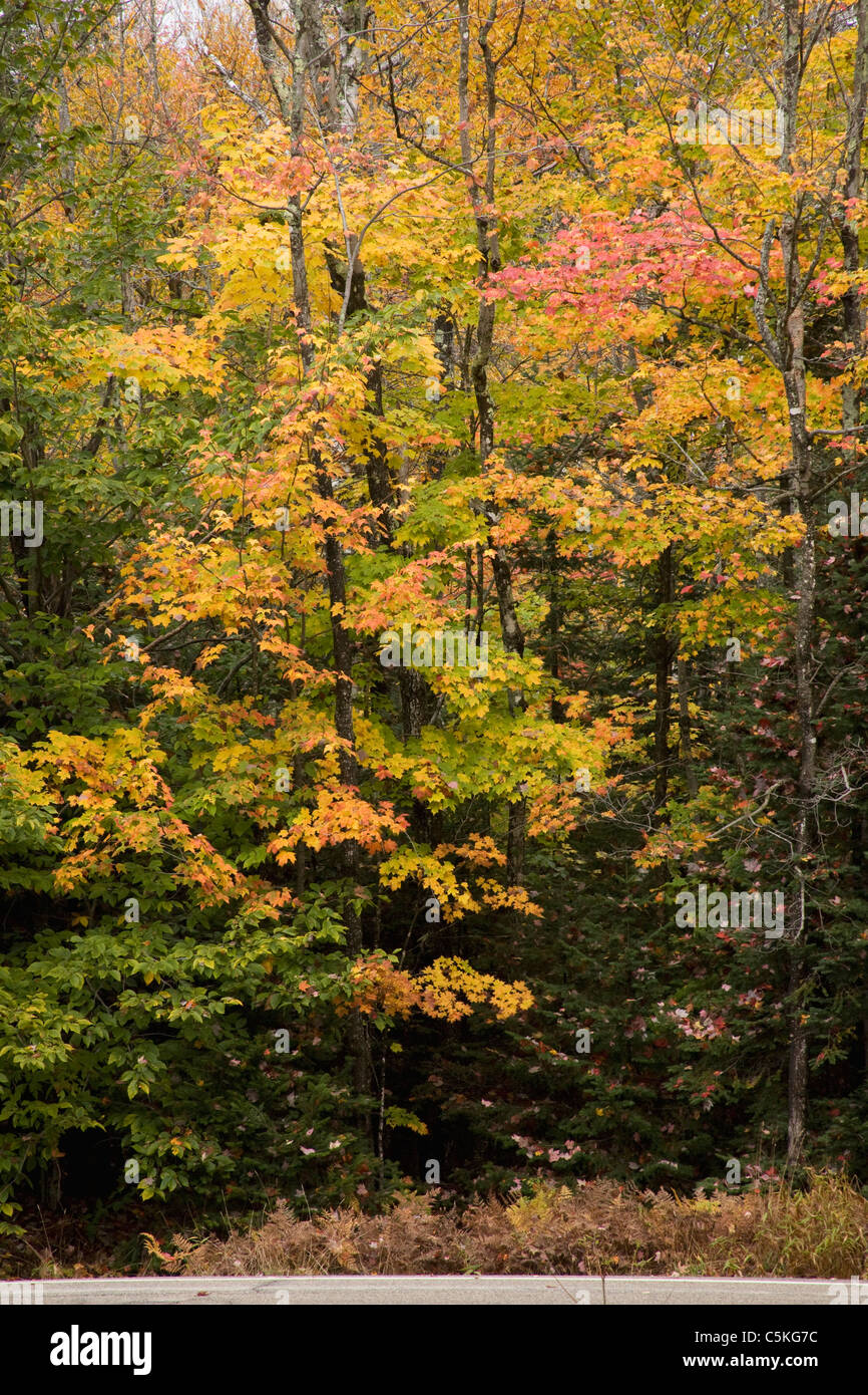 Fall colors in trees by road and trailhead Stock Photo - Alamy