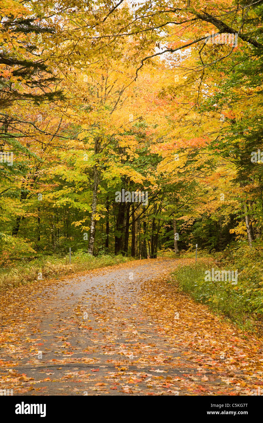 Road through trees hi-res stock photography and images - Alamy