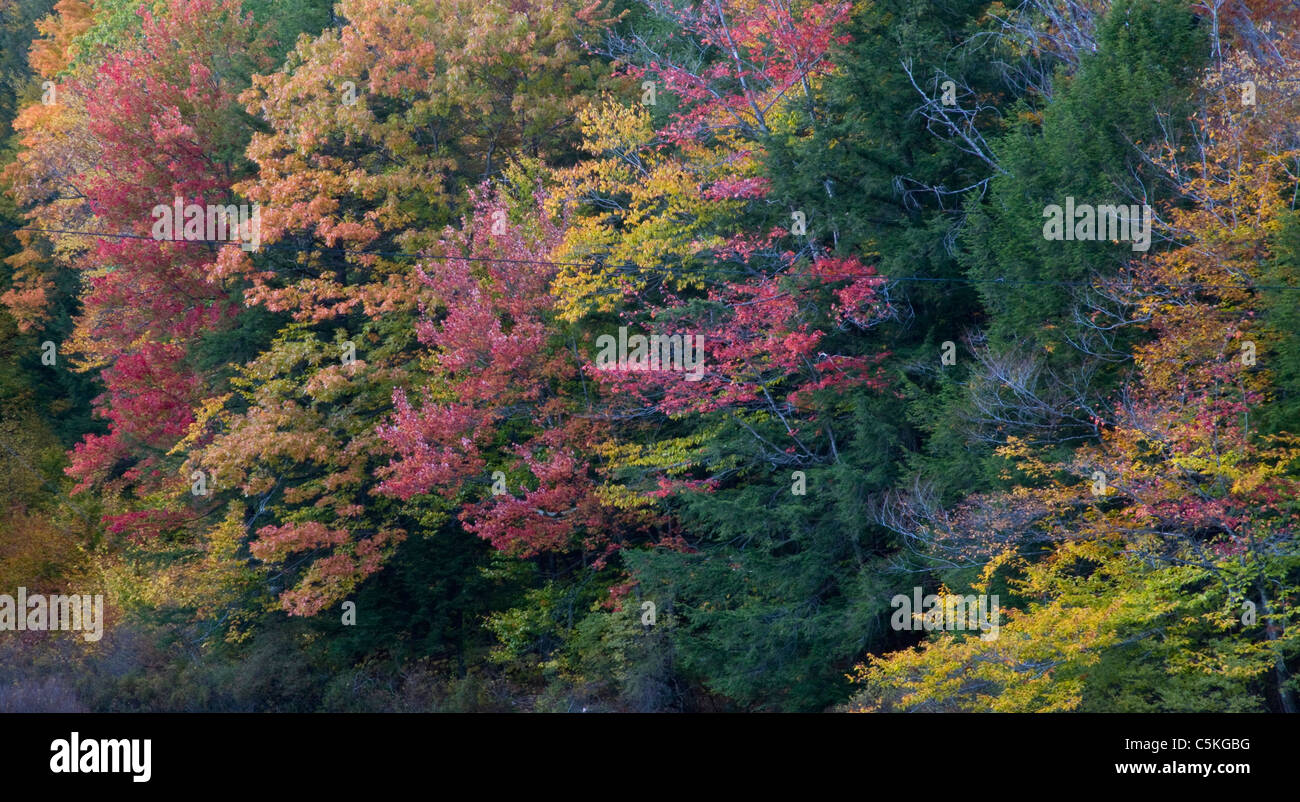 Trees in Fall color line a pond and roadway Stock Photo - Alamy