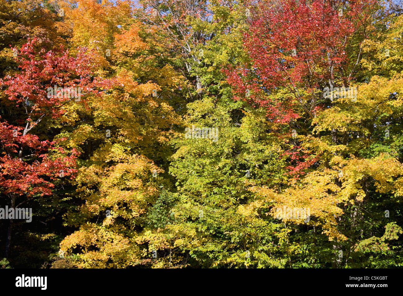 Fall trees with red, orange, yellow, green leaves Stock Photo - Alamy