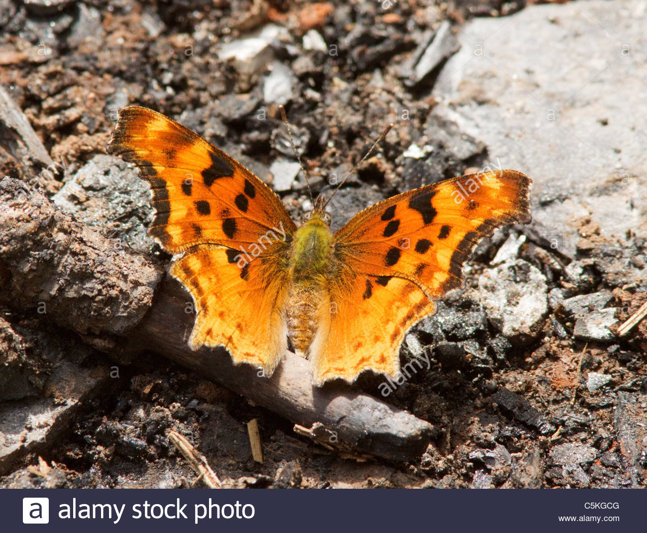 Anglewing High Resolution Stock Photography and Images - Alamy