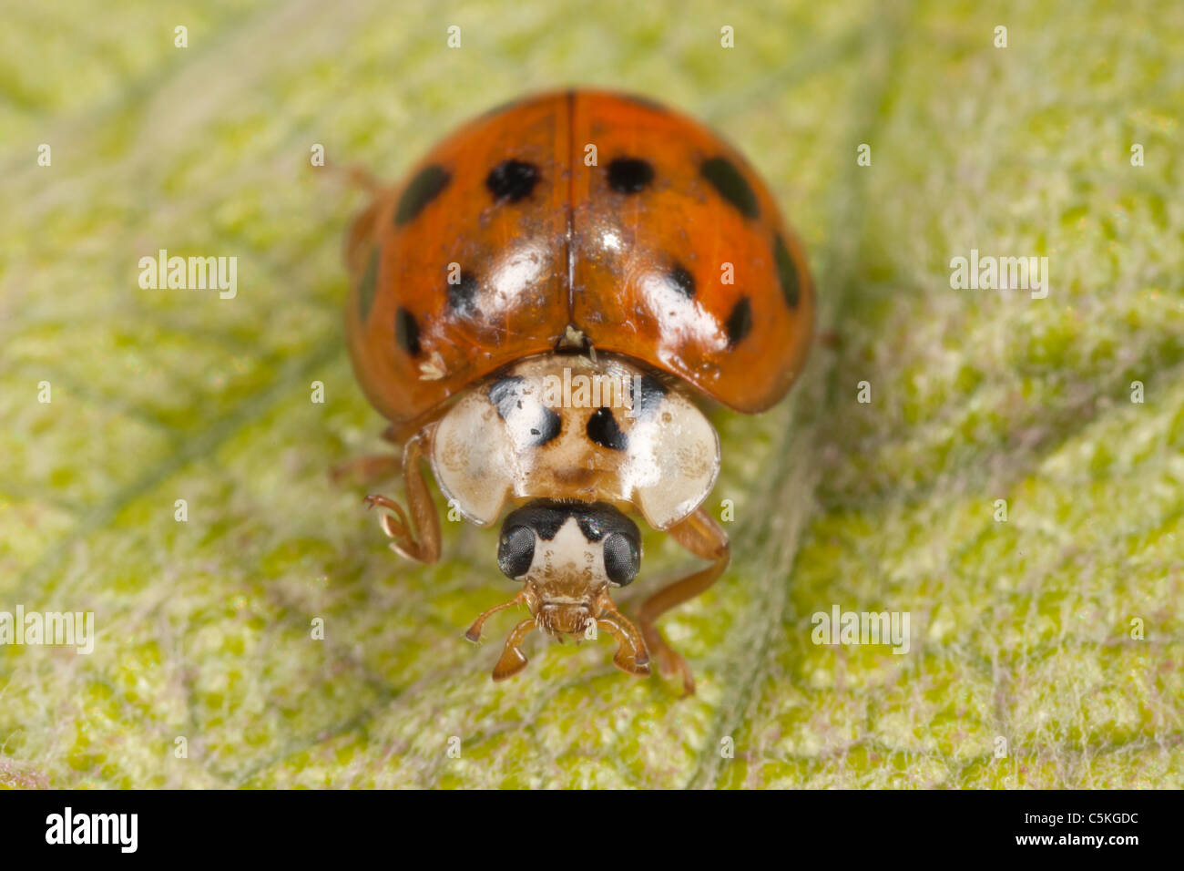 Multicolored asian lady beetle hi-res stock photography and images - Alamy