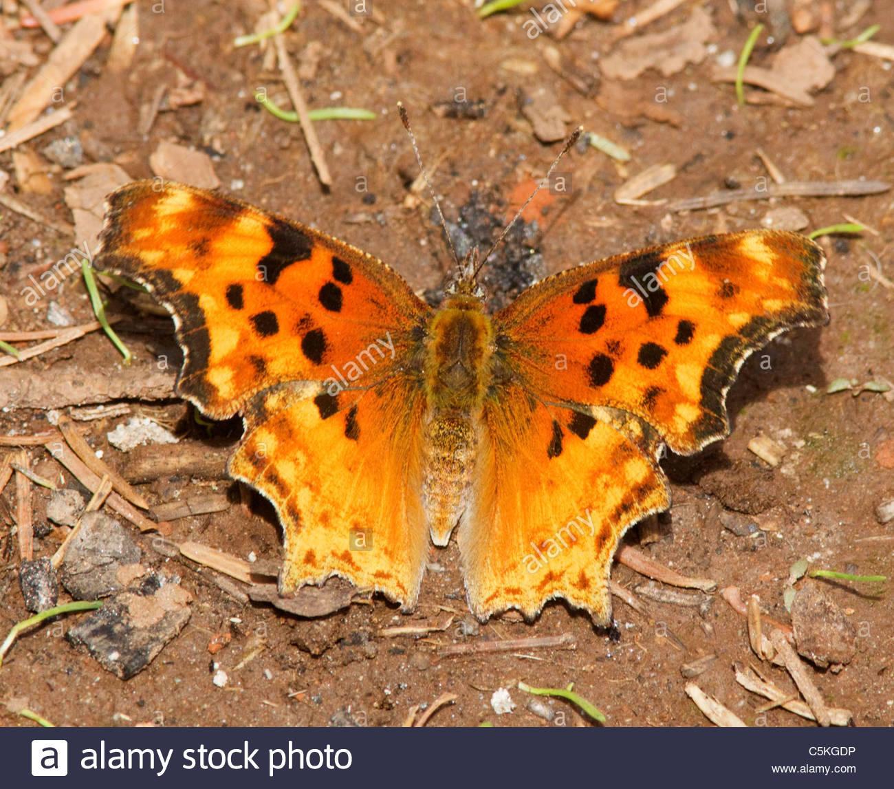 Anglewing High Resolution Stock Photography and Images - Alamy