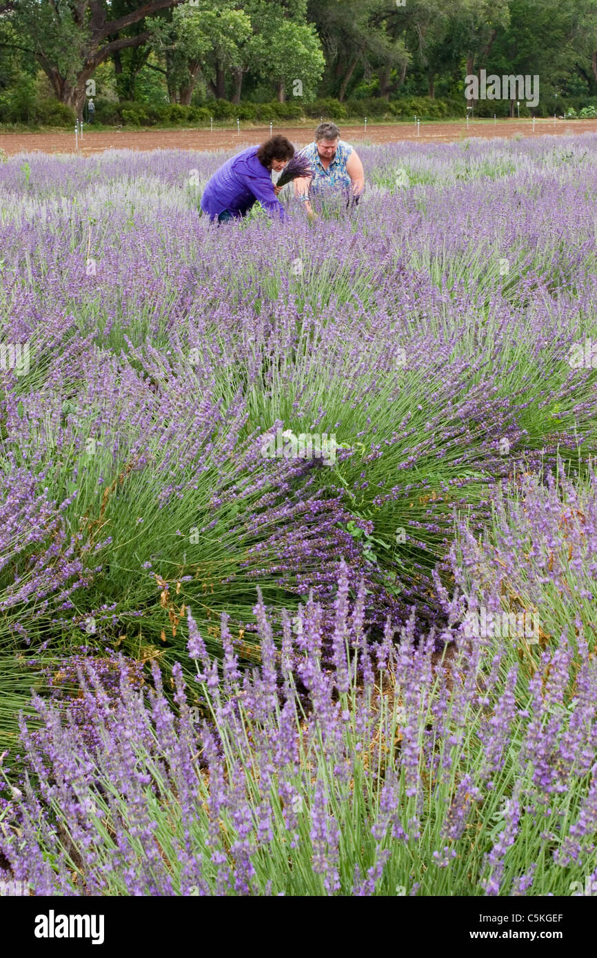 Vertical of two women picking lavender Stock Photo - Alamy