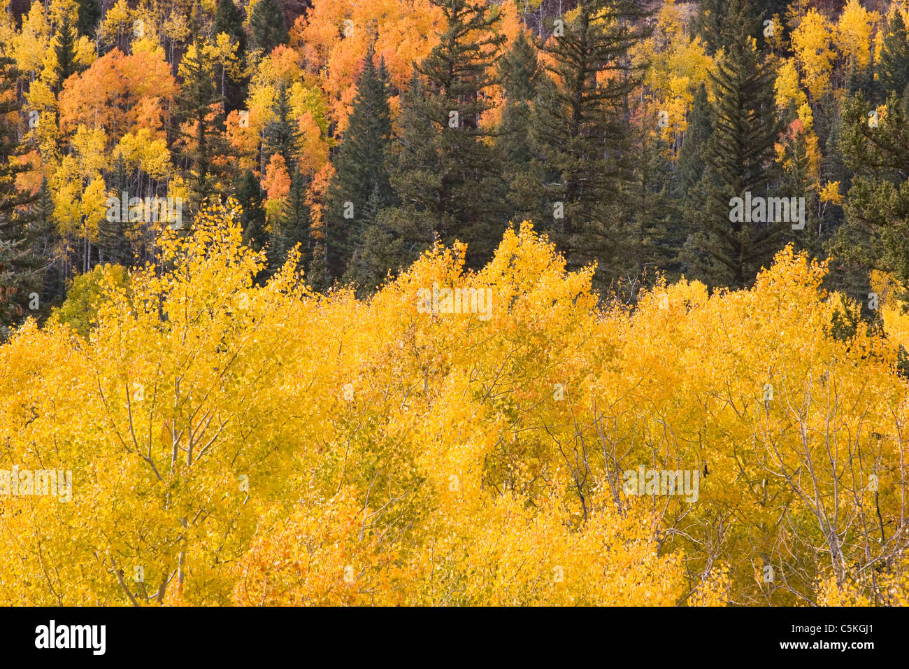 Fall colors in southern Colorado Stock Photo - Alamy