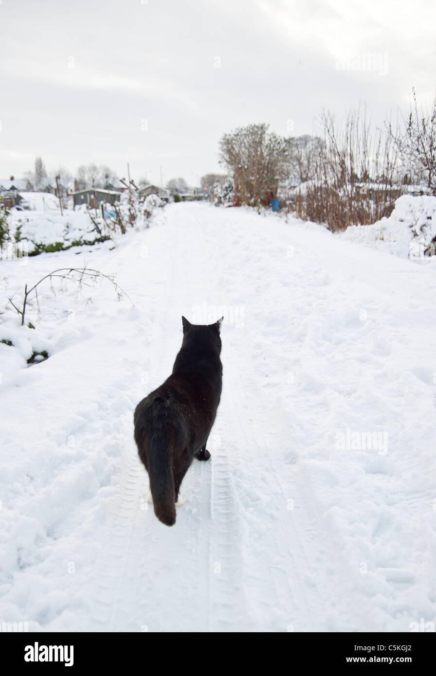 black cat in snow Stock Photo - Alamy