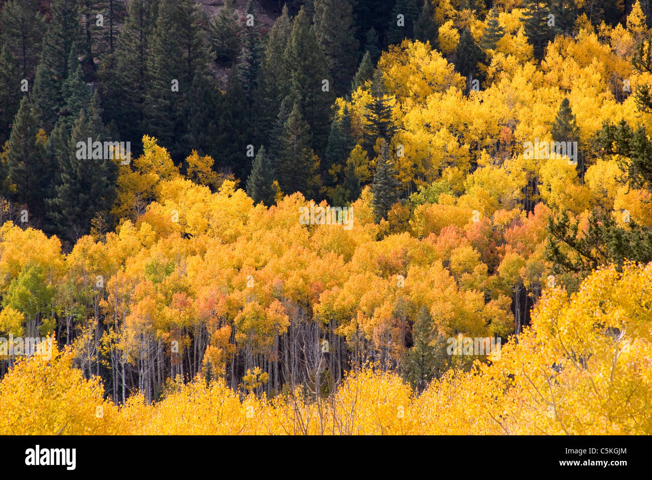 Explosion in colors hi-res stock photography and images - Alamy