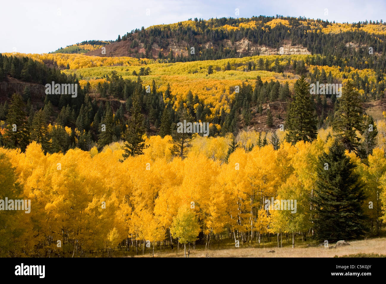 Fall colors in southern Colorado Stock Photo - Alamy