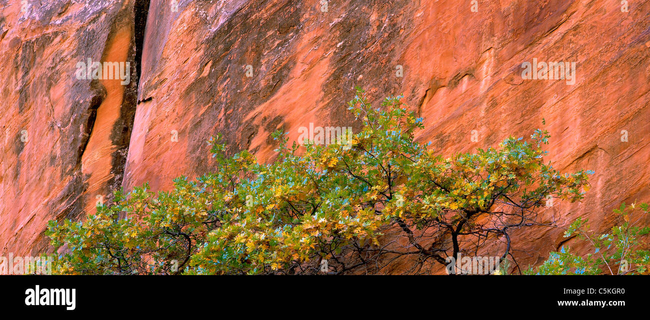 Tree in front of wall hi-res stock photography and images - Alamy
