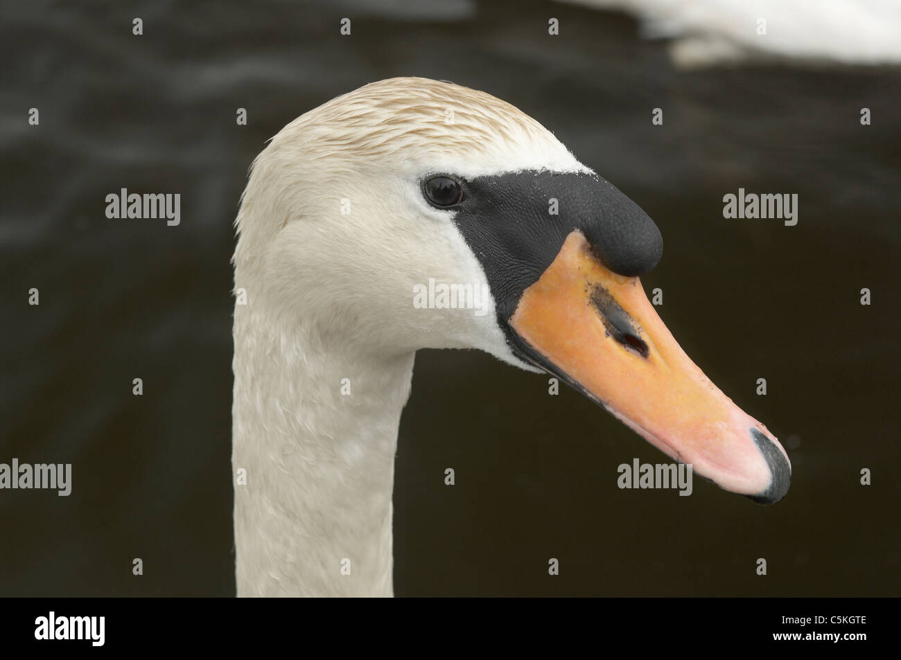 Close up of a swan’s head Stock Photo - Alamy