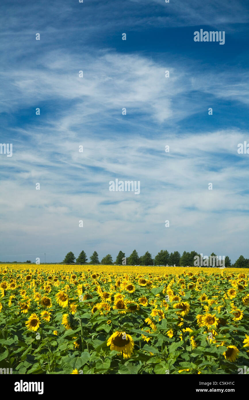 State flower kansas hi-res stock photography and images - Alamy