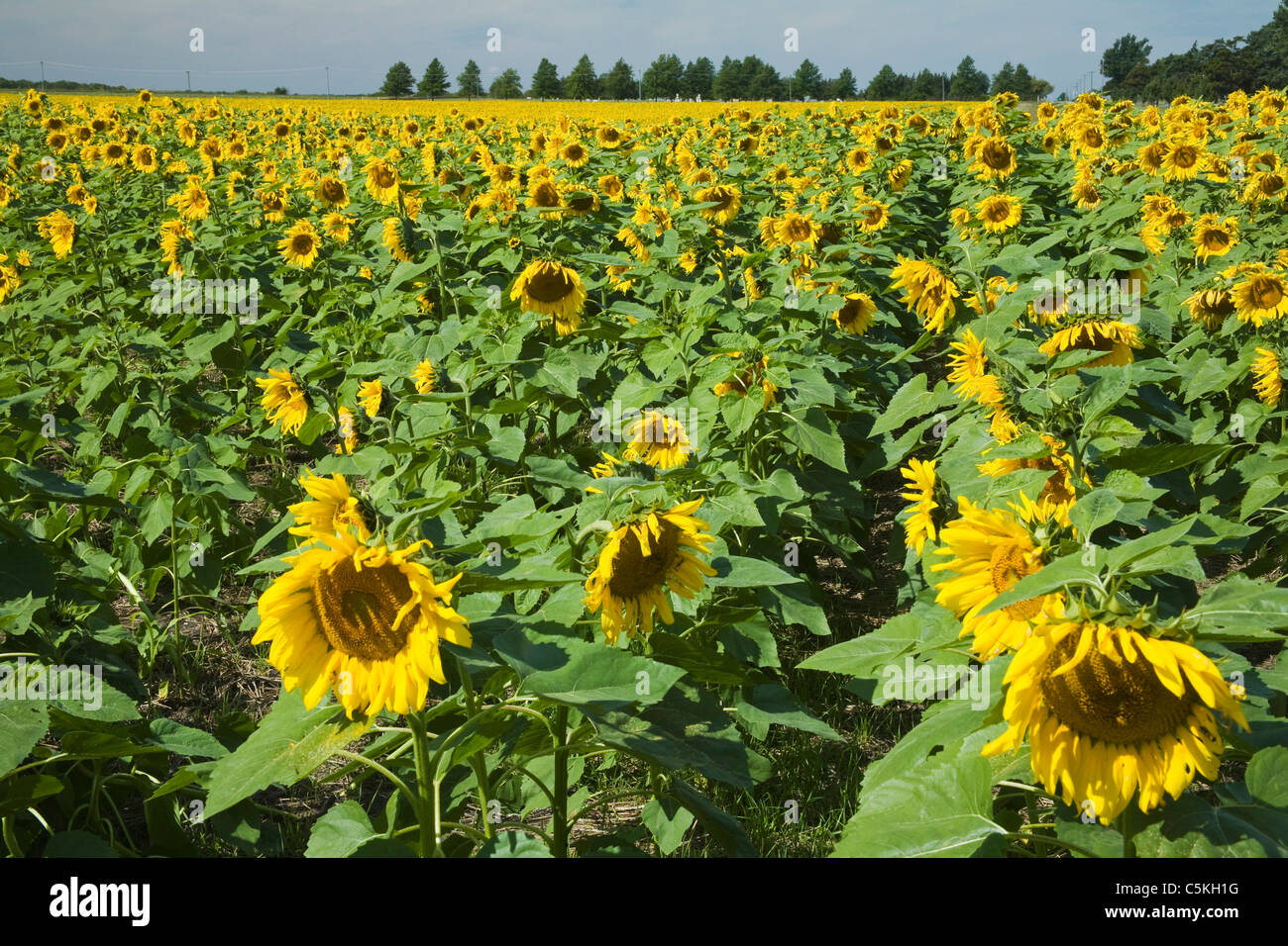 State flower kansas hi-res stock photography and images - Alamy