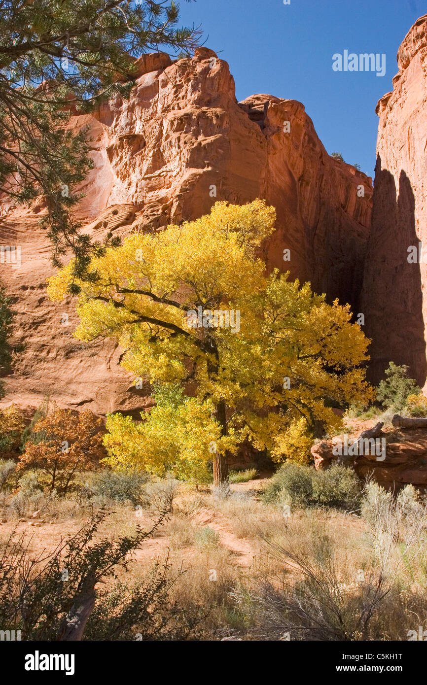 Vertical of yellow cottonwood in Escalante National Monument, Utah ...