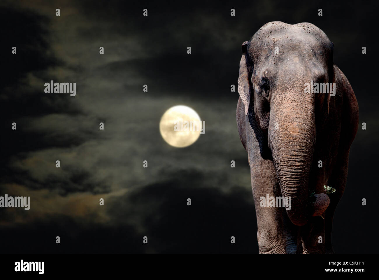 Elephant full moon hi-res stock photography and images - Alamy