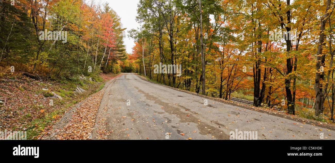 Evergreens and fall colored leaves hi-res stock photography and images ...