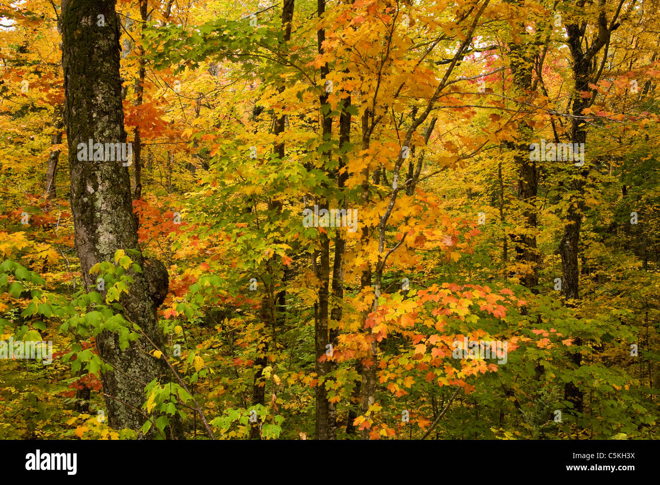 Fall trees showing red, orange and yellow leaves Stock Photo - Alamy