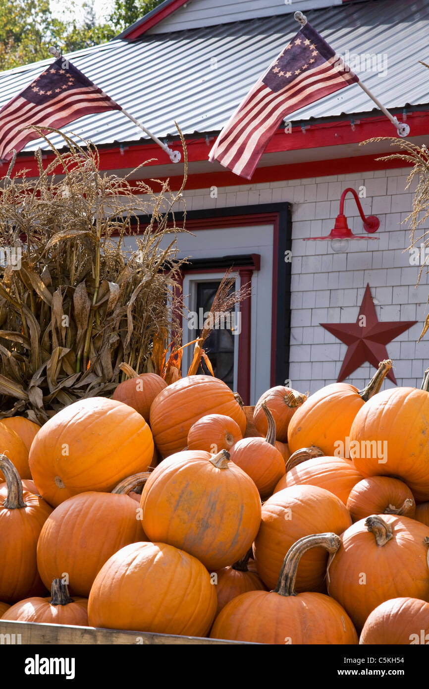 Corn stalks with pumpkins hi-res stock photography and images - Alamy
